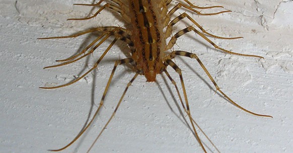 Scutigera in casa: rimedi e cosa sapere su questo animale