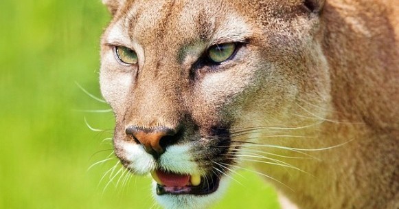 Puma, animale: carattere, dove vive e cosa mangia - GreenStyle