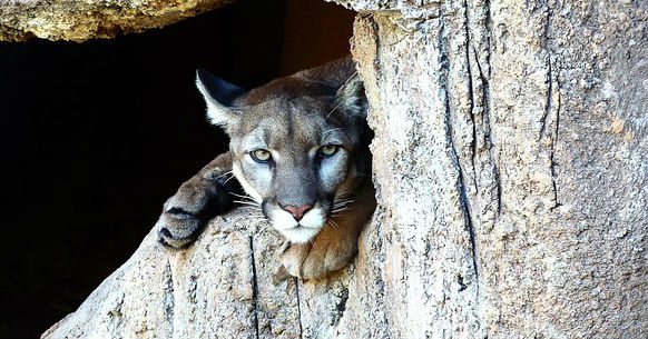 Puma, animale: carattere, dove vive e cosa mangia - GreenStyle