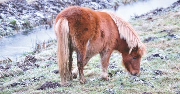 Pony: origini, razze e carattere - Greenstyle.it