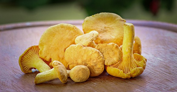 Finferli: proprietà, ricette e funghi simili velenosi - GreenStyle