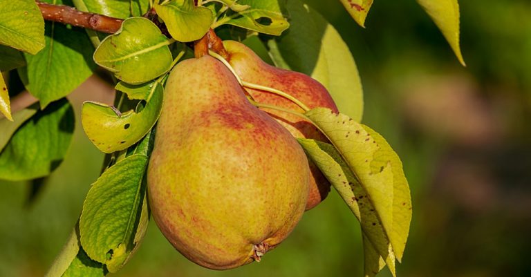 Pere Williams: proprietà, raccolta, ricette - Greenstyle.it