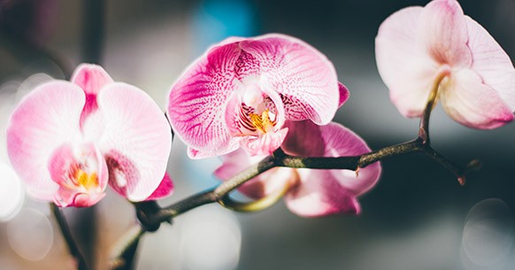 Orchidea: coltivazione, cura, benefici e usi - GreenStyle