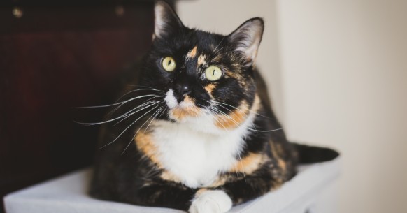 Gatto calico: significato, genetica, colori - Greenstyle.it